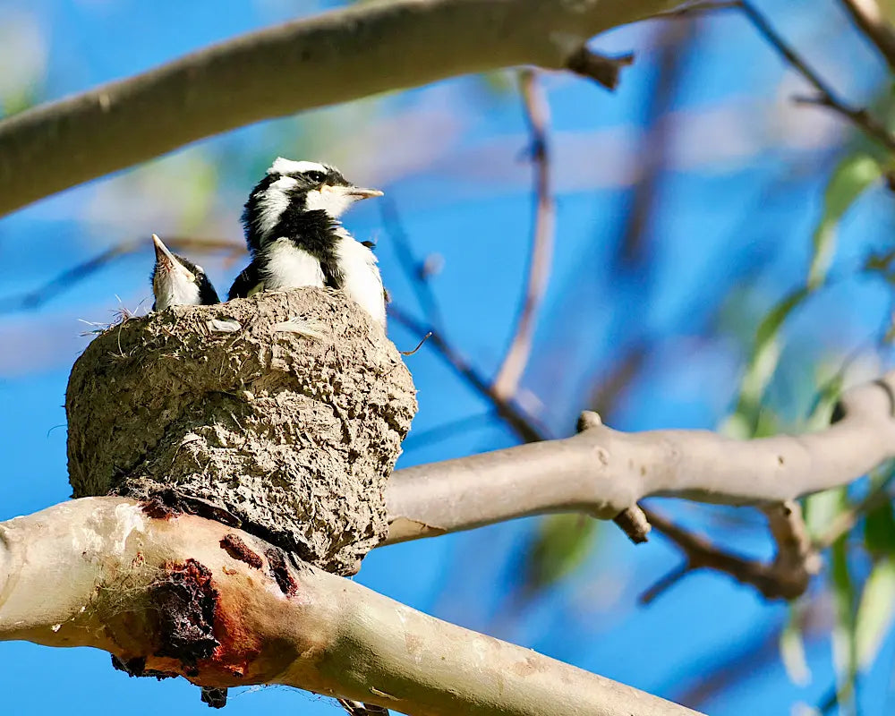 Bird Nesting Season in the UK: Dates, Protected Species & Garden Tips ...