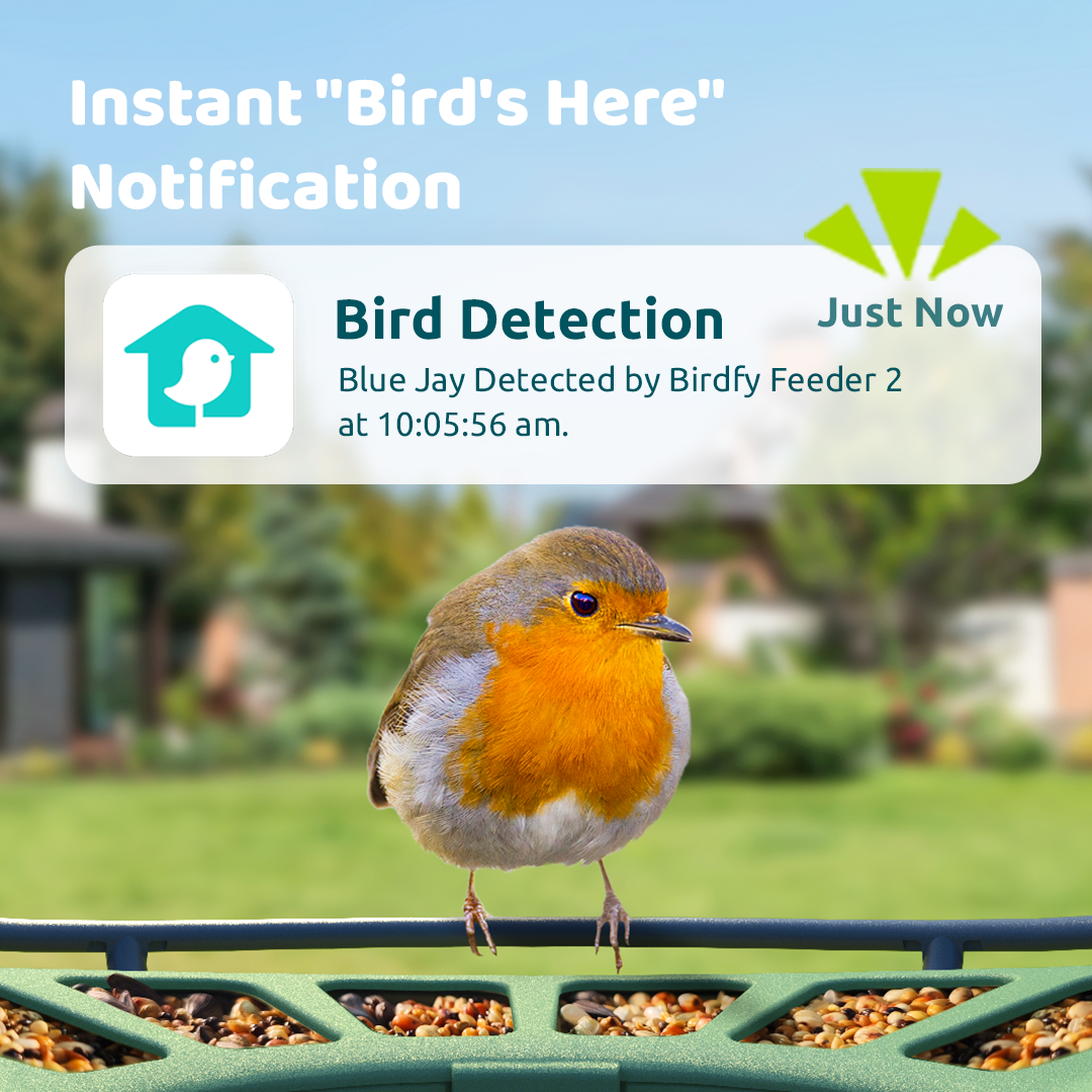 Birdfy Feeder 2 Duo - Ultimate Birdwatching View with 2 Angles – birdfyuk