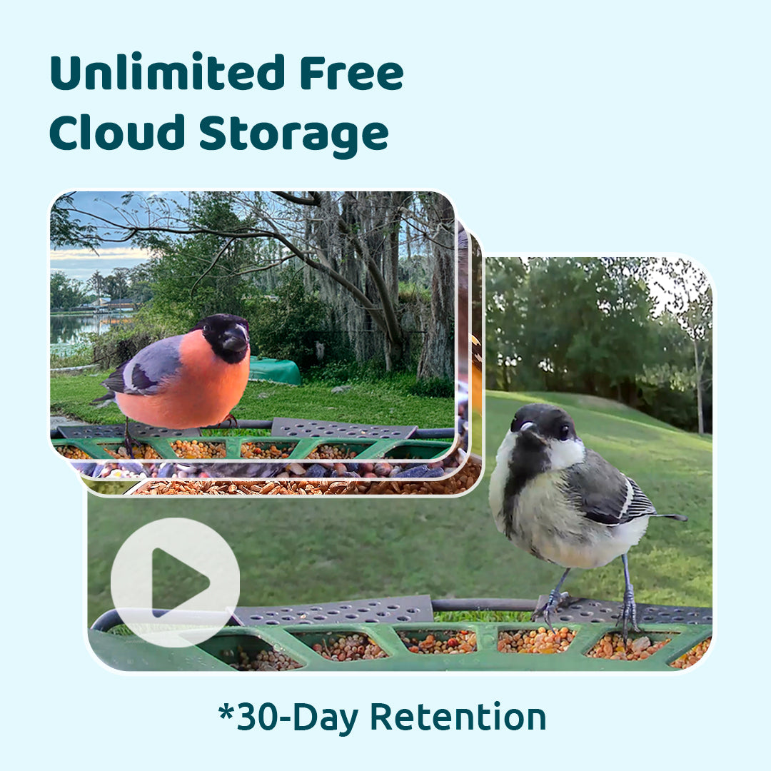 Birdfy Feeder 2 Pro - First-Ever Dual-Lens Smart Bird Feeder In The ...